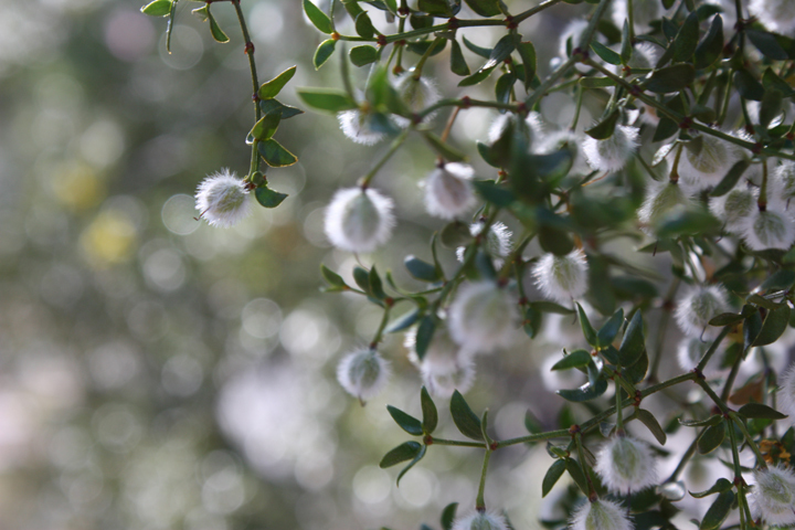 Creosote Bush (Larrea tridentata) - Botanical Realm
