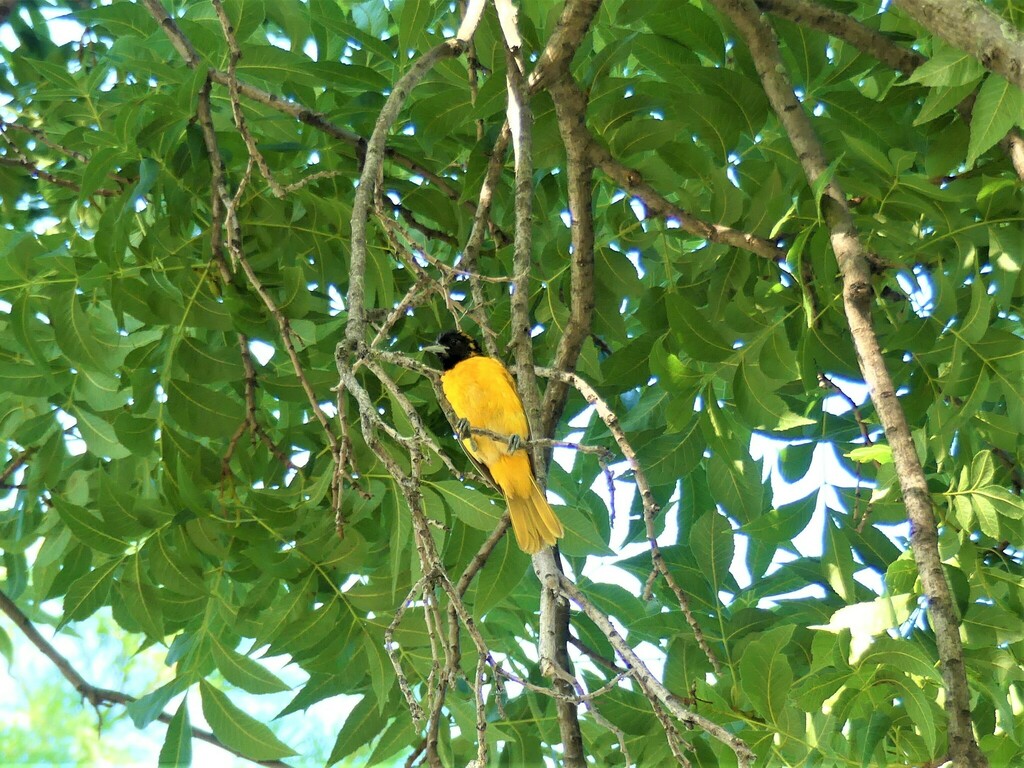 Baltimore Oriole from Dallas, TX, USA on June 11, 2023 at 08:06 AM by ...