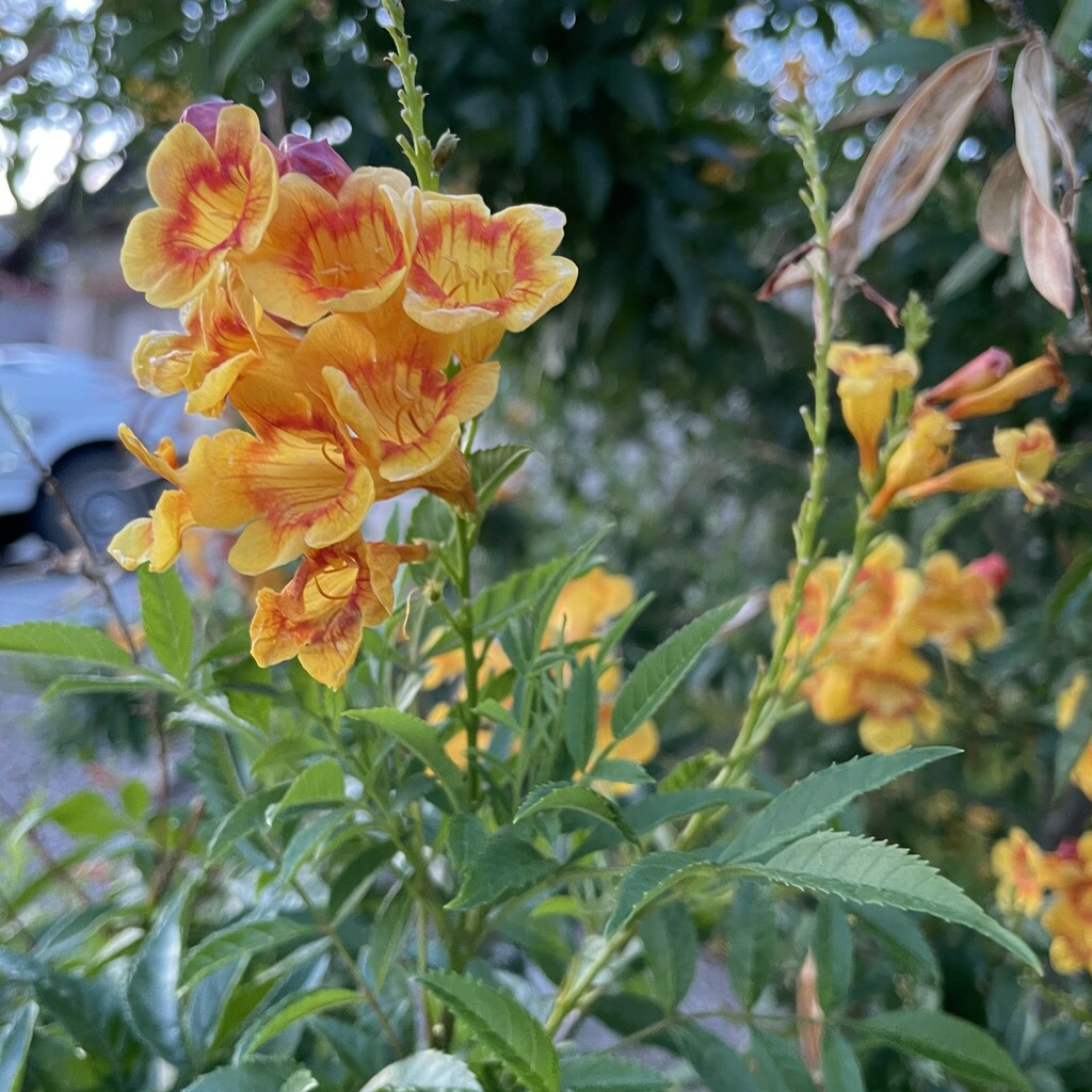 yellow trumpet flower from Las Campanas, Green Valley, AZ 85614, USA on ...