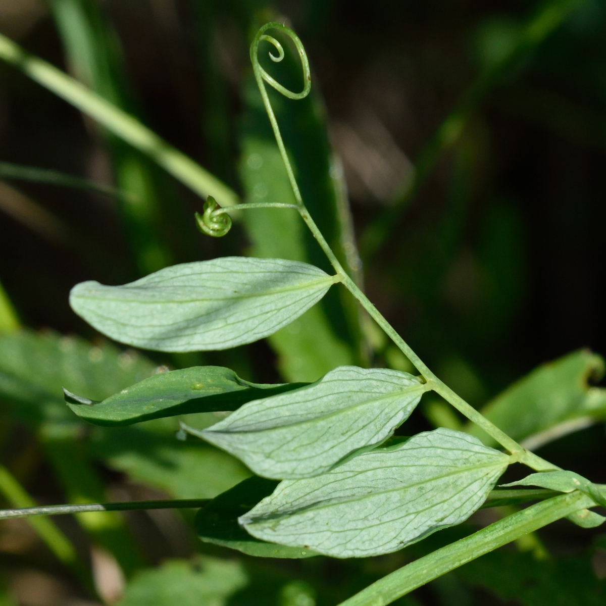 Lathyrus palustris L.