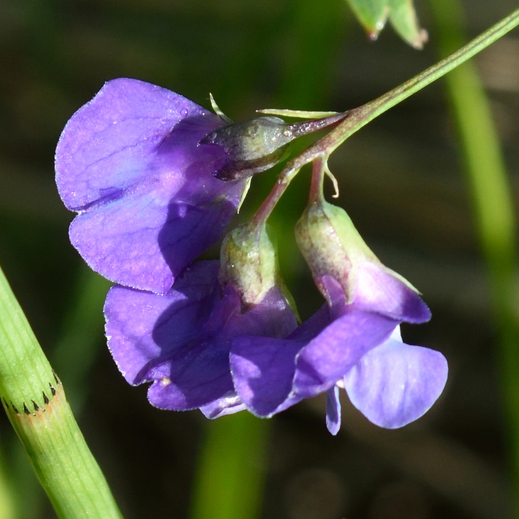 Lathyrus palustris L.