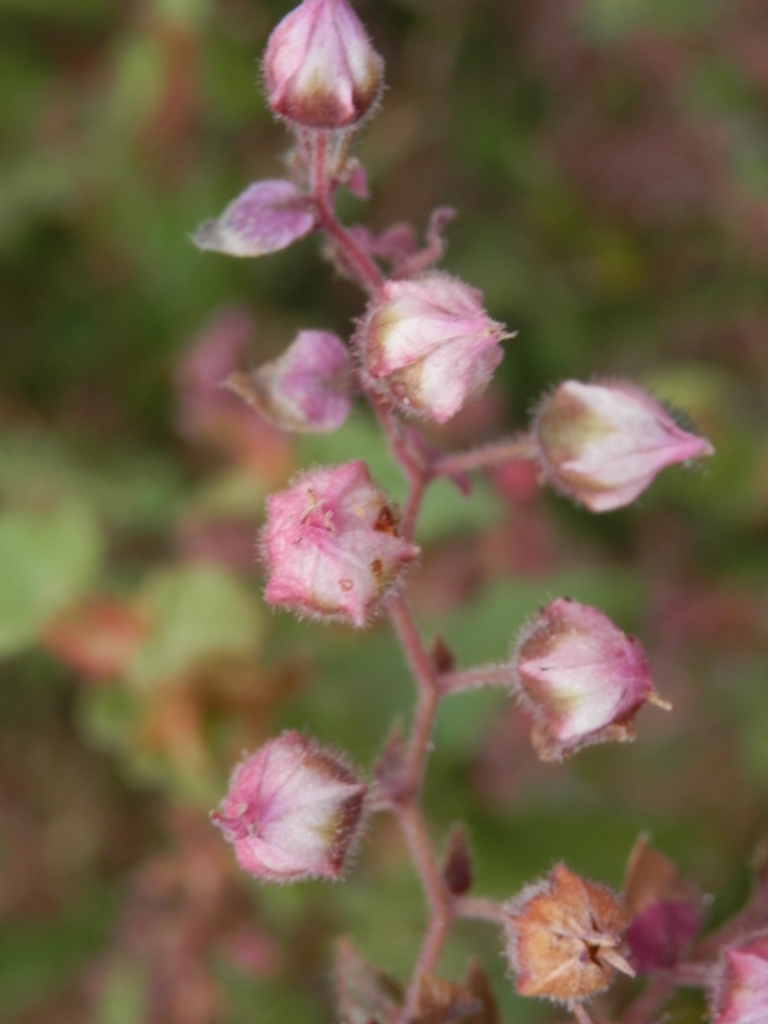 Lasiopetalum bracteatum in November 2012 by Charles Stirton · iNaturalist
