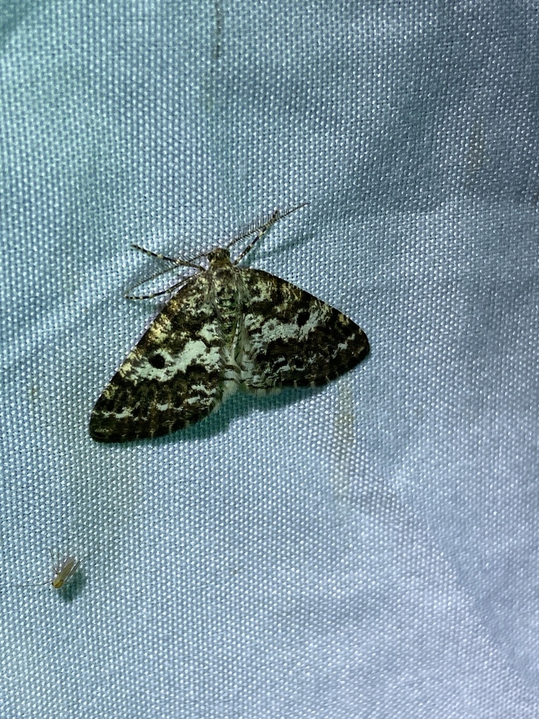 Powder Moth from Garrett County, US-MD, US on June 10, 2023 at 10:49 PM ...
