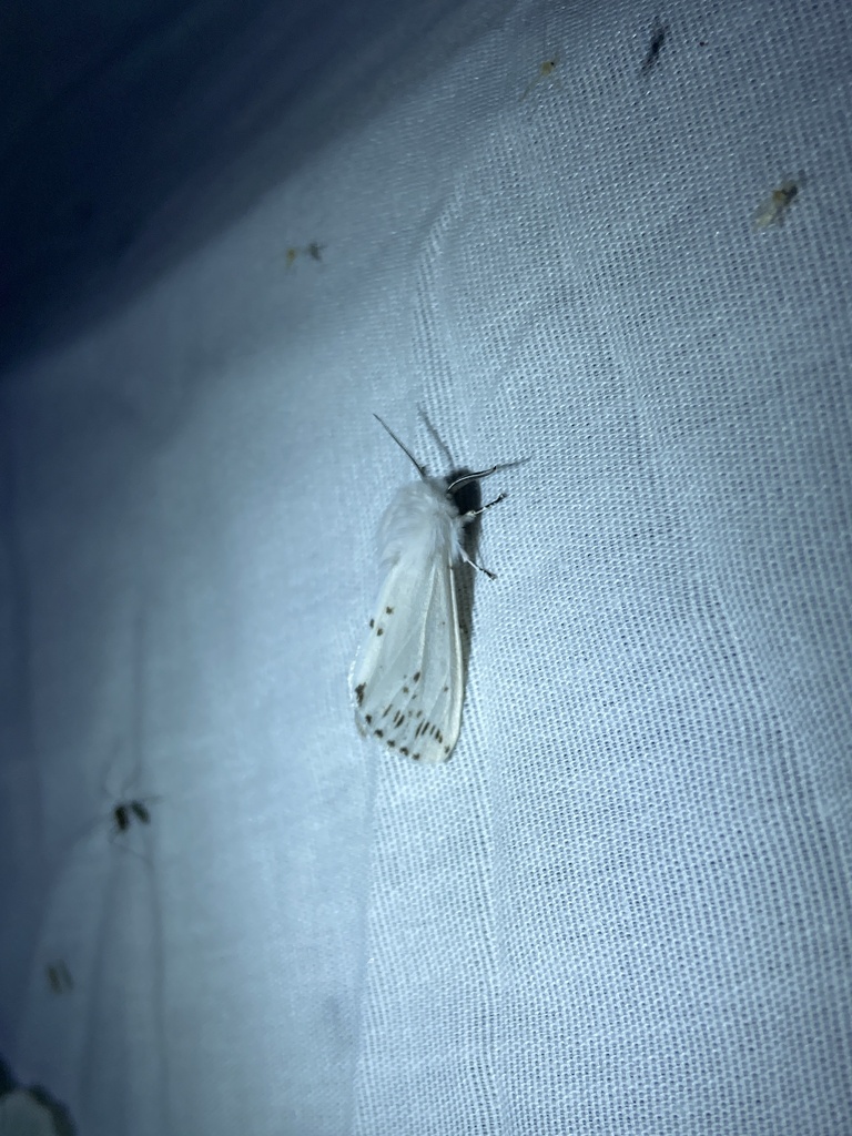 Fall Webworm Moth from Garrett County, US-MD, US on June 10, 2023 at 10 ...