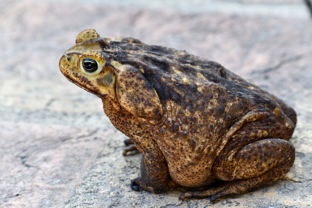 Giant Toad from 65150 Bustamante, N.L., México on June 11, 2023 at 07: ...