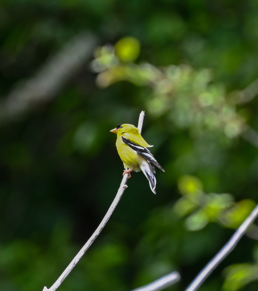 American Goldfinch from Point Roberts, WA 98281, USA on June 11, 2023 ...
