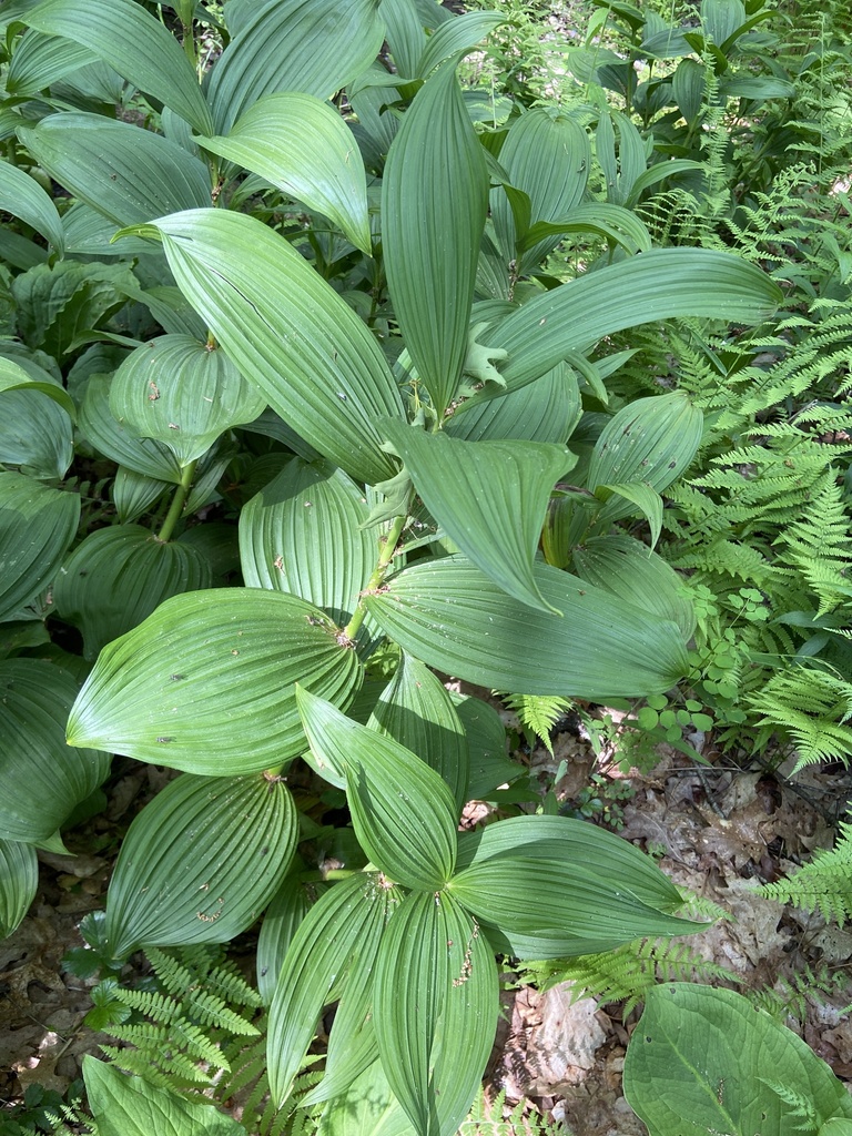 green false hellebore from Mt. Nebo WMA, Oakland, MD, US on June 11 ...