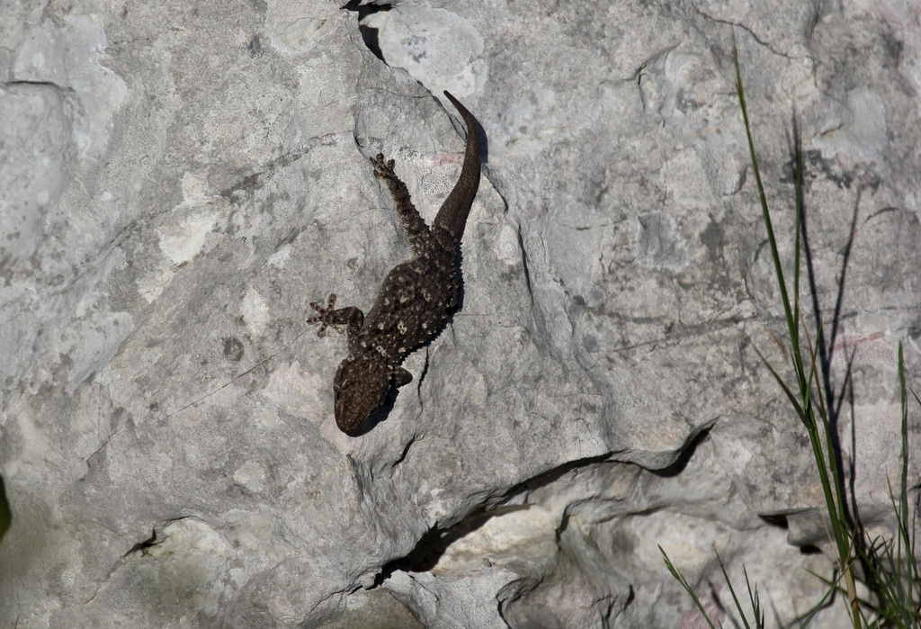 Moorish Gecko from Barcelona, España on June 10, 2023 at 08:33 AM by ...