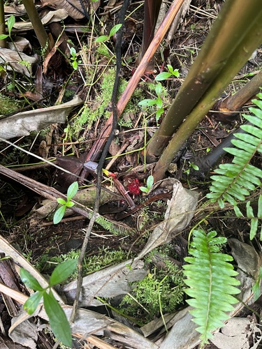Etlingera cevuga · iNaturalist United Kingdom