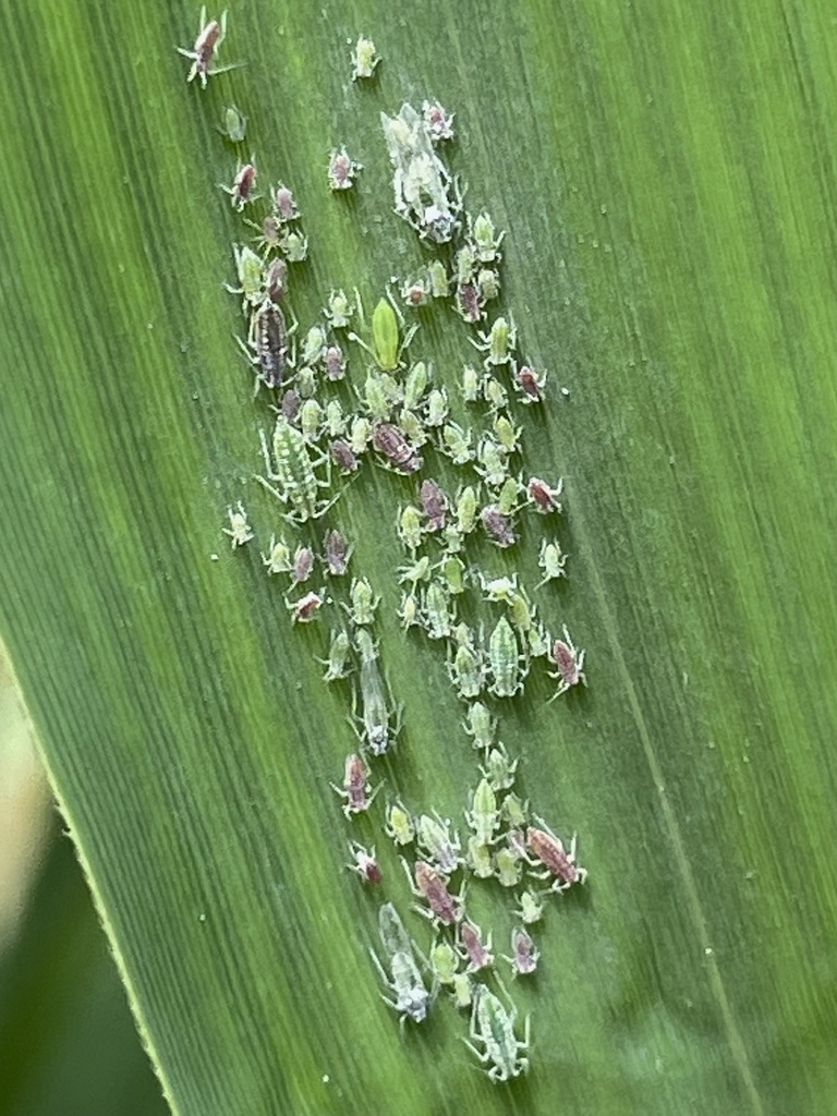 Mealy Plum Aphid from Blood Root Valley, New York, NY, US on June 12 ...