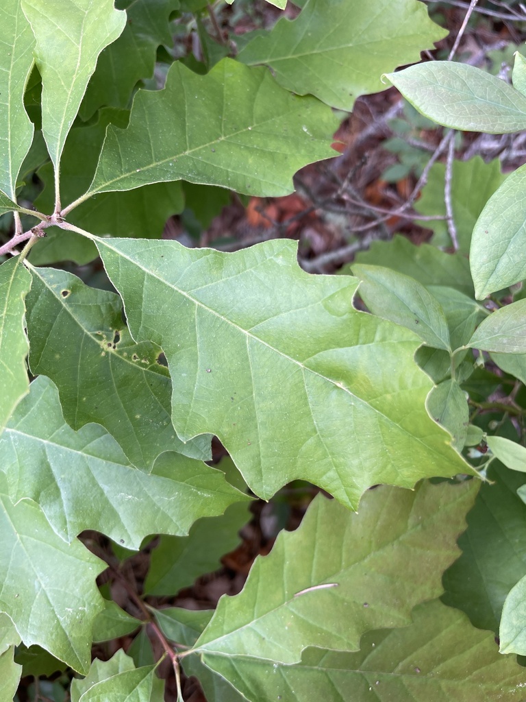 dwarf chinkapin oak in June 2023 by evangrimes · iNaturalist