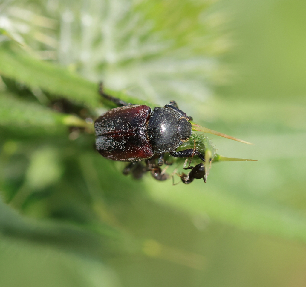 Welsh Chafer from Oudalle, France on June 12, 2023 at 07:21 PM by ...