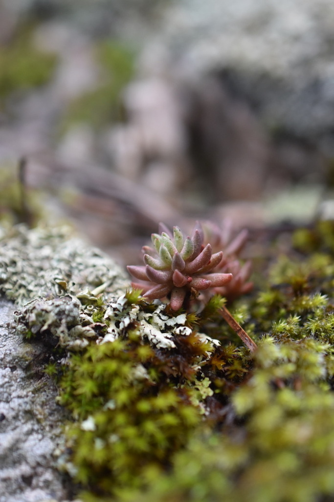 Villadia from Custer County, SD, USA on June 10, 2023 at 07:27 AM by ...