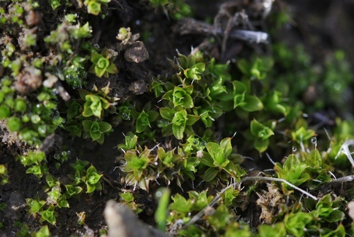 Musgo (Tortula californica)
