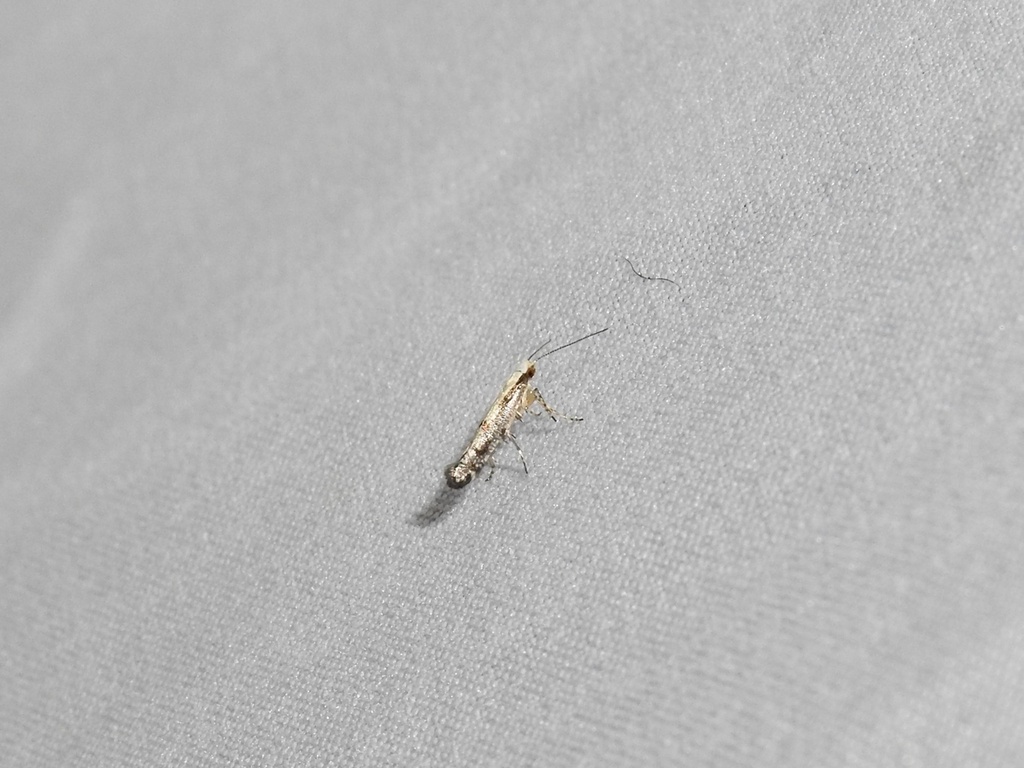 Apple Fruit Moth at Elias Hull blog