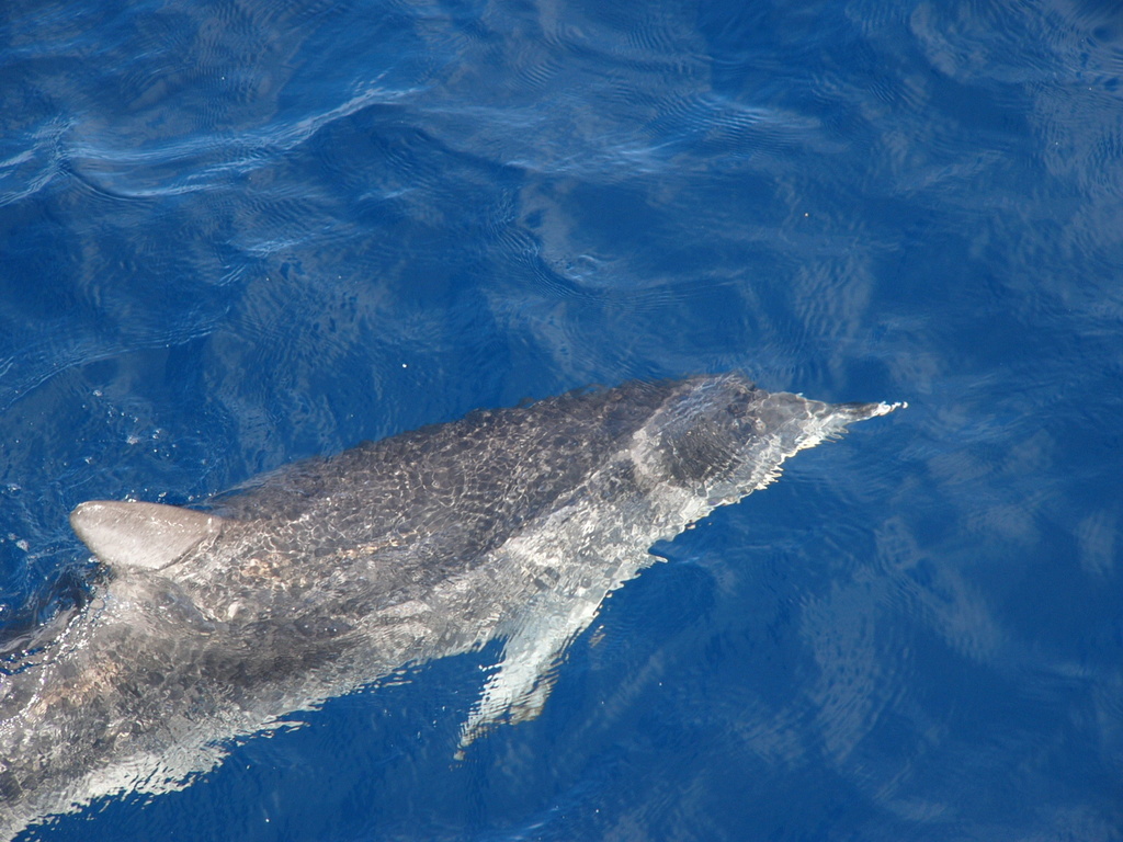 Pantropical Spotted Dolphin (Stenella attenuata) - Marine Life ...