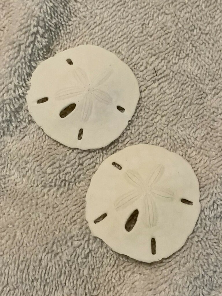 Keyhole Sand Dollars from Fort Myers Beach, FL 33931, USA on August 25 ...