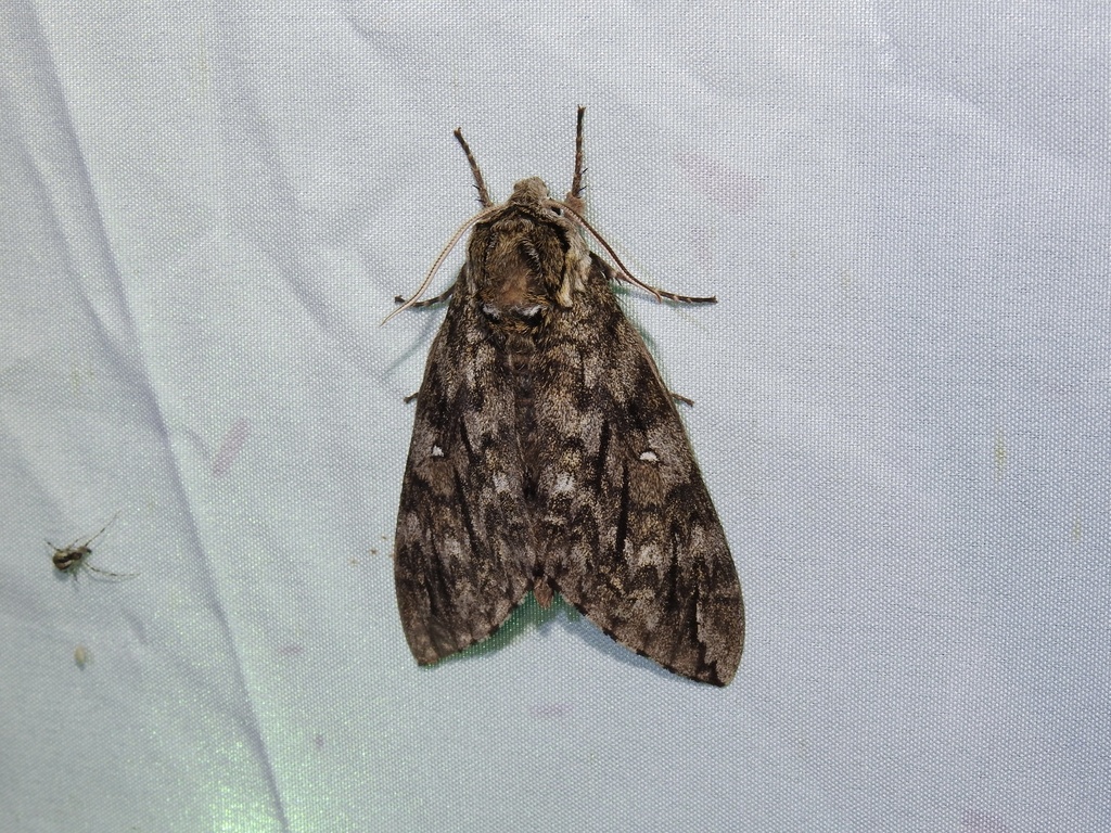 Waved Sphinx in June 2023 by Josh Emm · iNaturalist