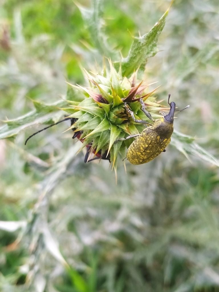 Larinus latus from Central Macedonia, Macedonia and Thrace, GR on June ...