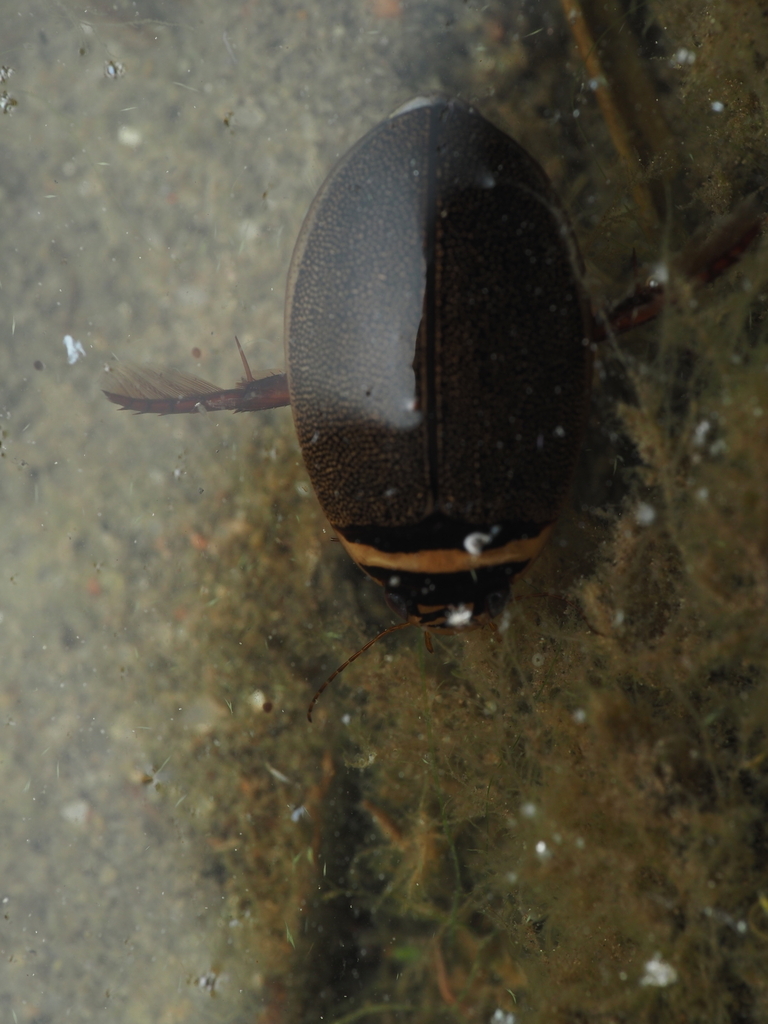 Graphoderus from Gdańsk, Polska on June 9, 2023 at 10:10 PM by Bogdan ...