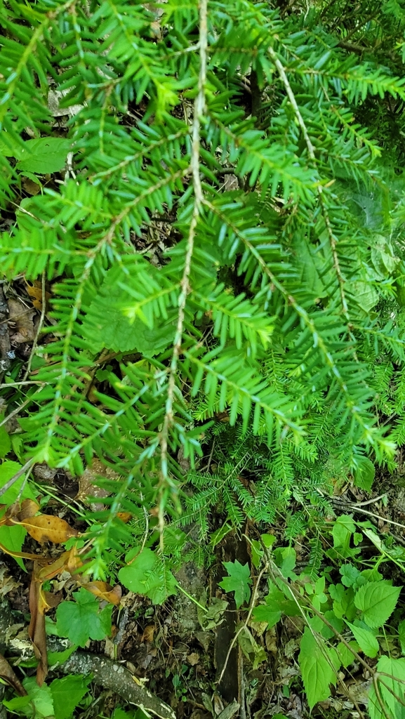 eastern hemlock in June 2023 by snail_hiker · iNaturalist