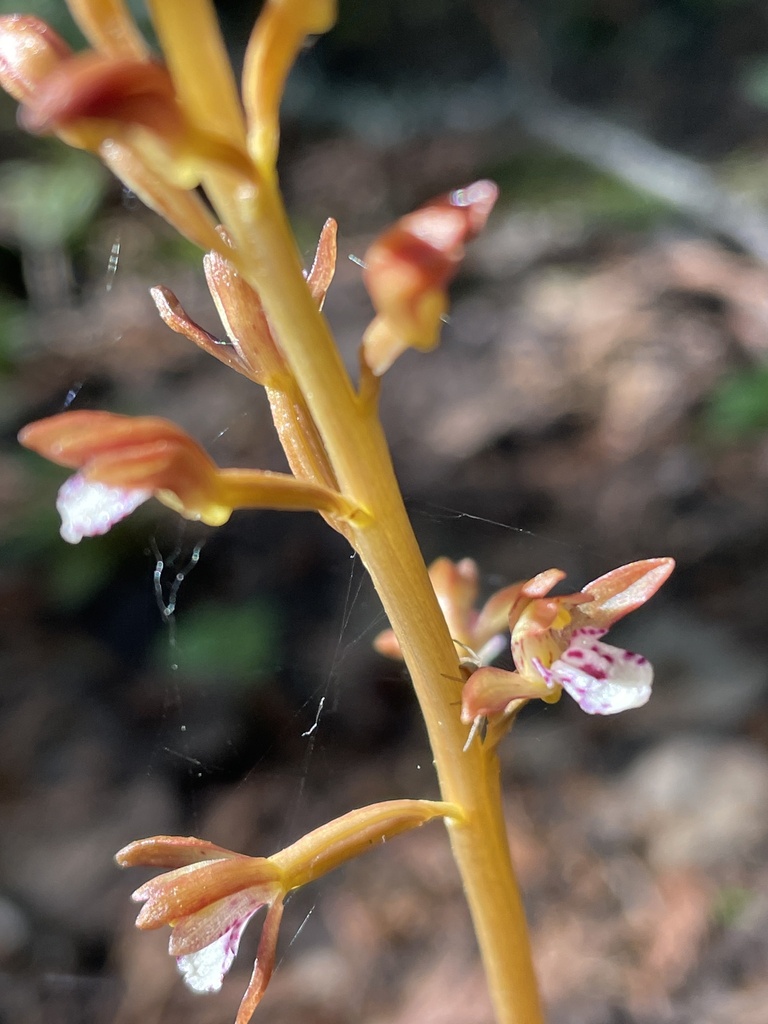 spotted coralroot from Spallumcheen, BC, CA on June 12, 2023 at 08:22 ...