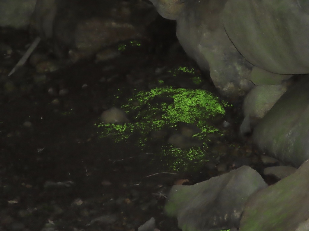 Luminous Moss in June 2023 by marjwatson. Private location ...