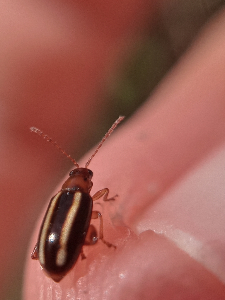 Systena tenuis from Reserva Natural Municipal Santa Catalina on April ...