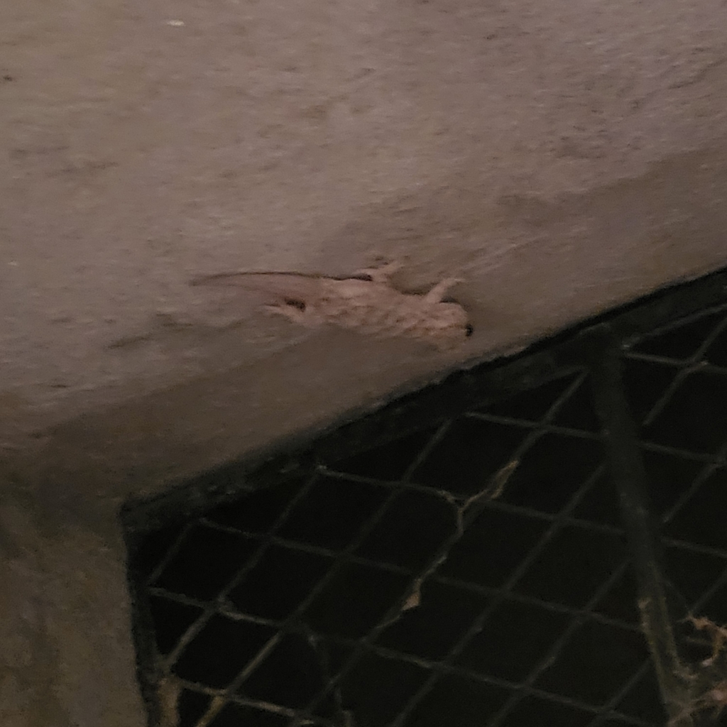 Moorish Gecko from Essaouira, Maroc on June 7, 2023 at 10:49 PM by ...