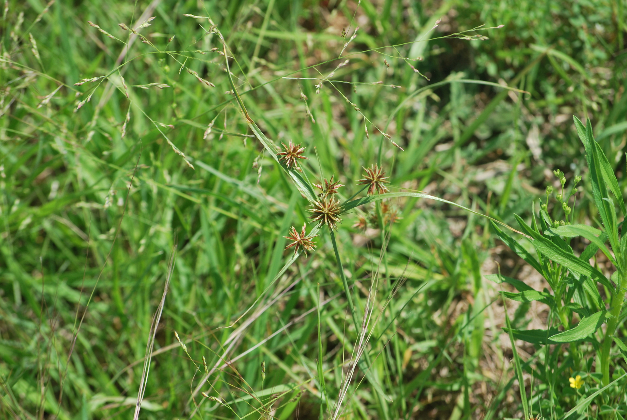 Cyperus retroflexus Buckley