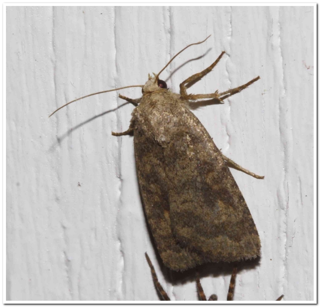 Mottled Rustic from Rue de la Baie, Pabos, QC G0C 2H0, Canada on July ...