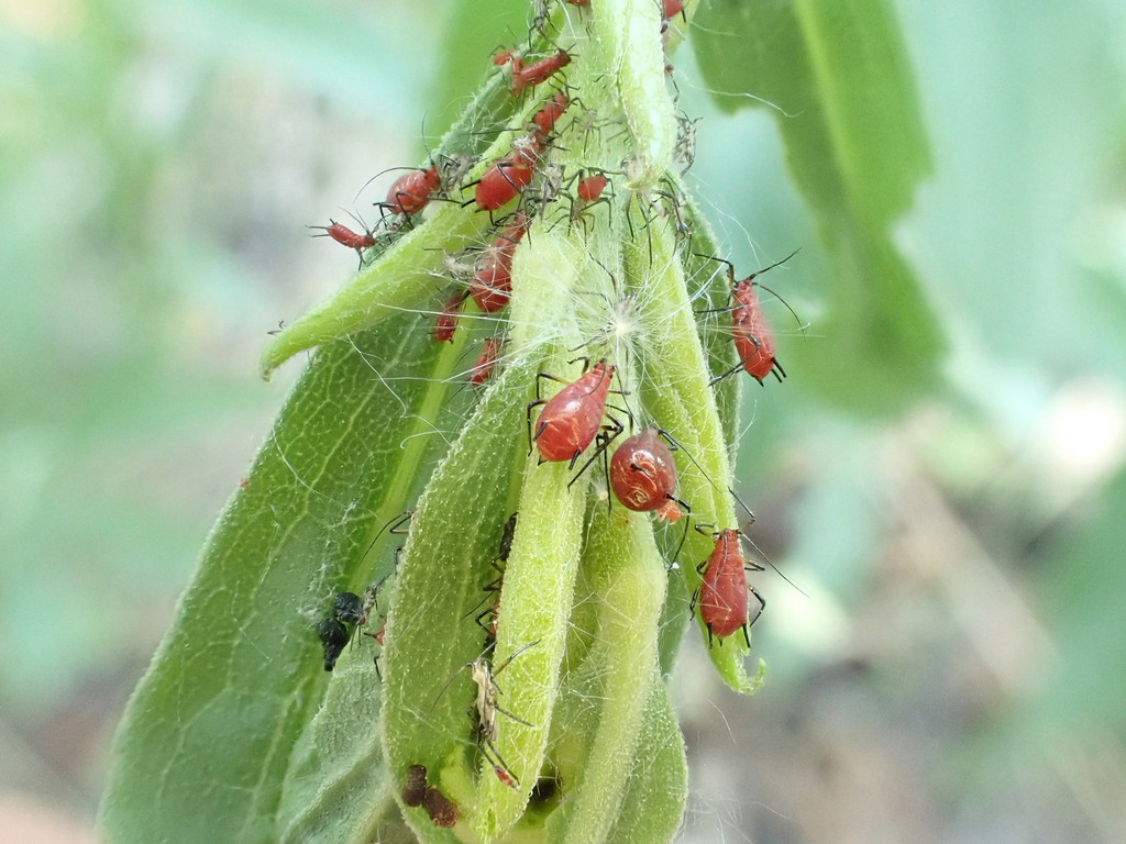 Aphids from Southwest Calgary, Calgary, AB, Canada on June 7, 2023 at ...