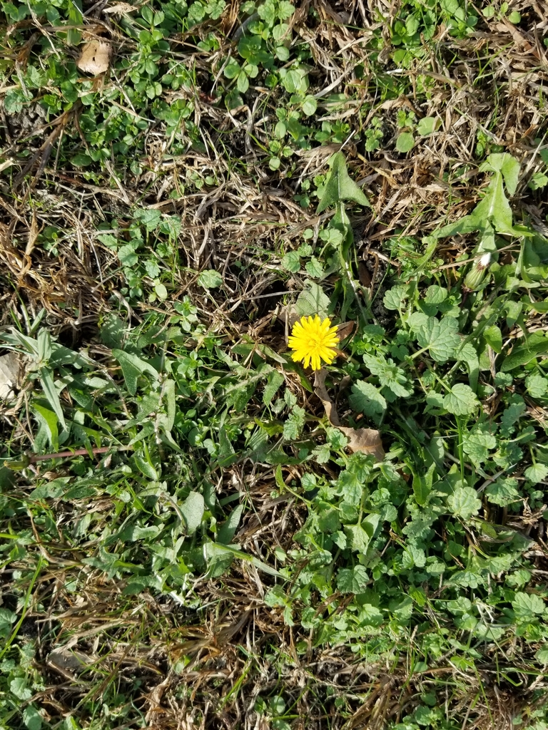 common dandelion from 1721 Indian Rd, Hampton, VA 23669, USA on ...