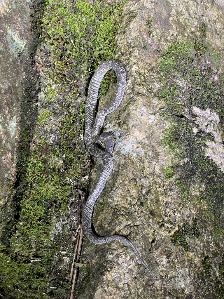 Common Wolf Snake in June 2023 by alexericsonlee · iNaturalist