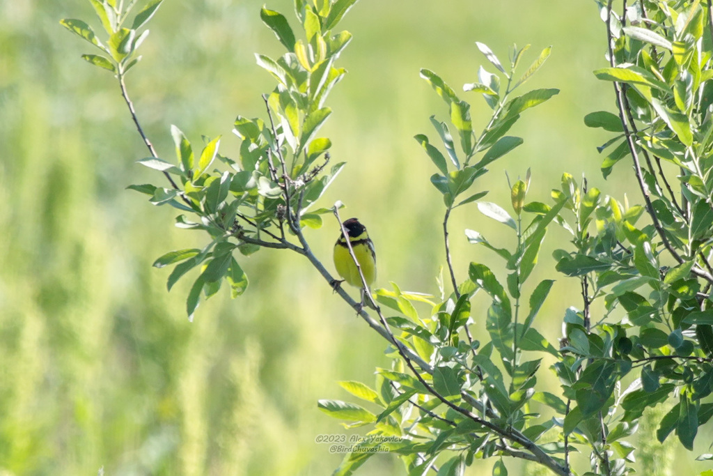 Yellow-breasted Bunting in June 2023 by Alexander Yakovlev · iNaturalist