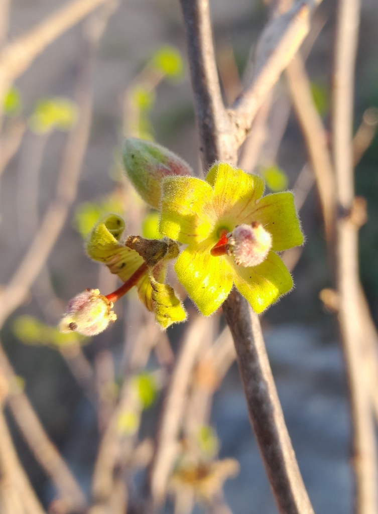 Common Star-Chestnut from Maruleng, South Africa on June 9, 2023 at 07: ...
