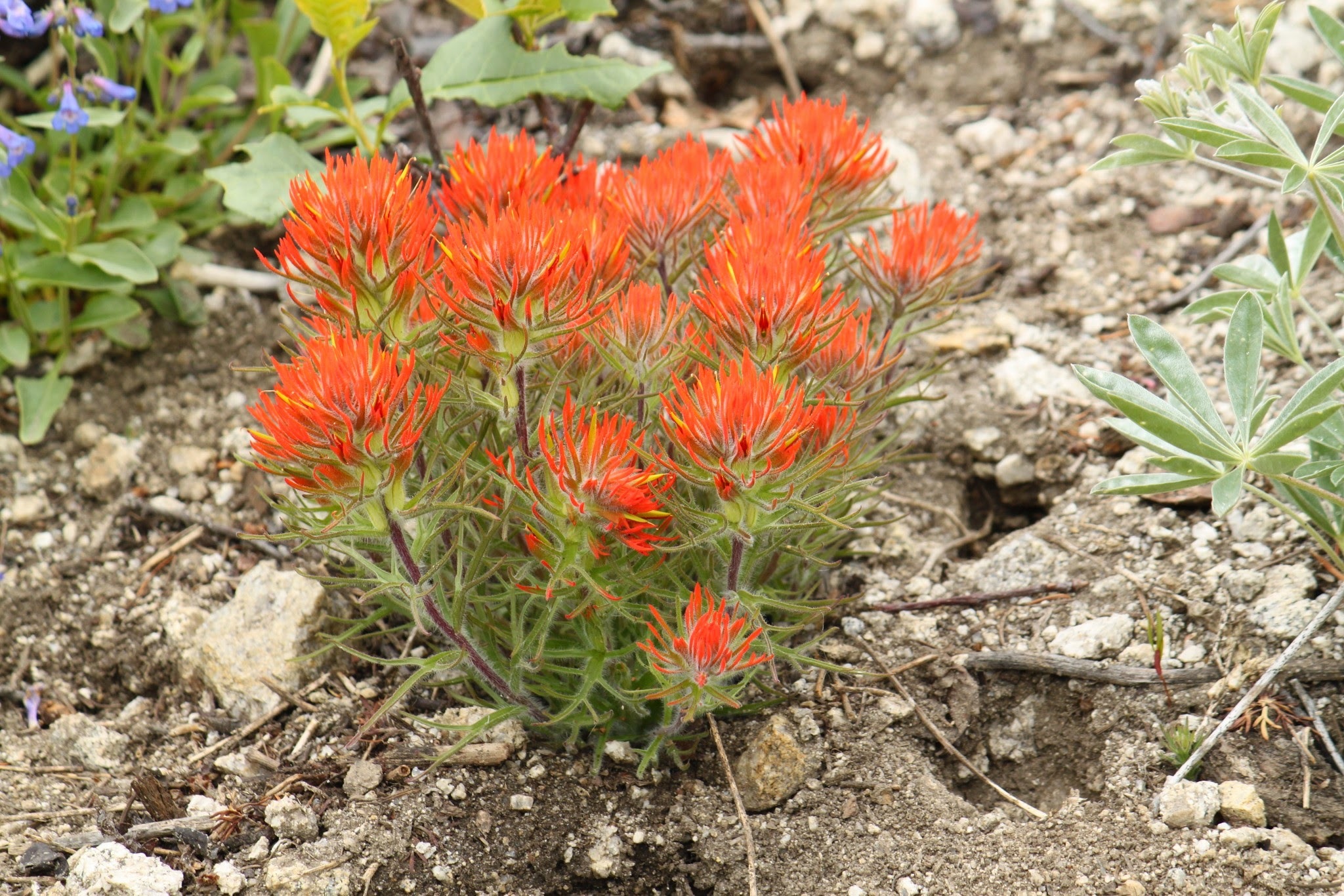 Castilleja covilleana Hend.