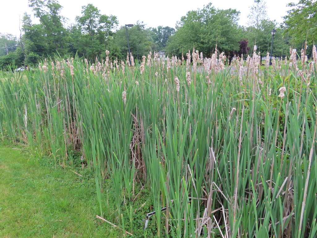 Cattails from 470 Western Hwy S, Orangeburg, NY 10962, USA on June 12 ...