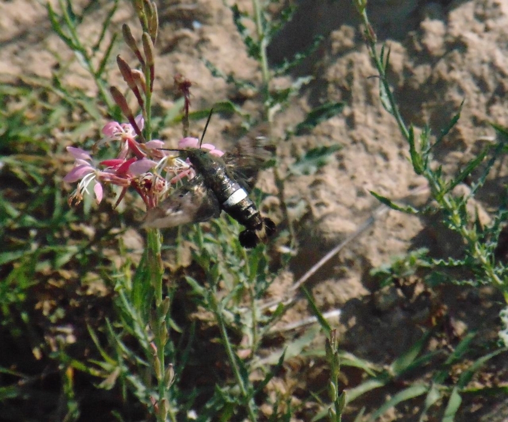 Clavipes Sphinx from 75225 Pue., México on June 3, 2023 at 11:59 AM by ...