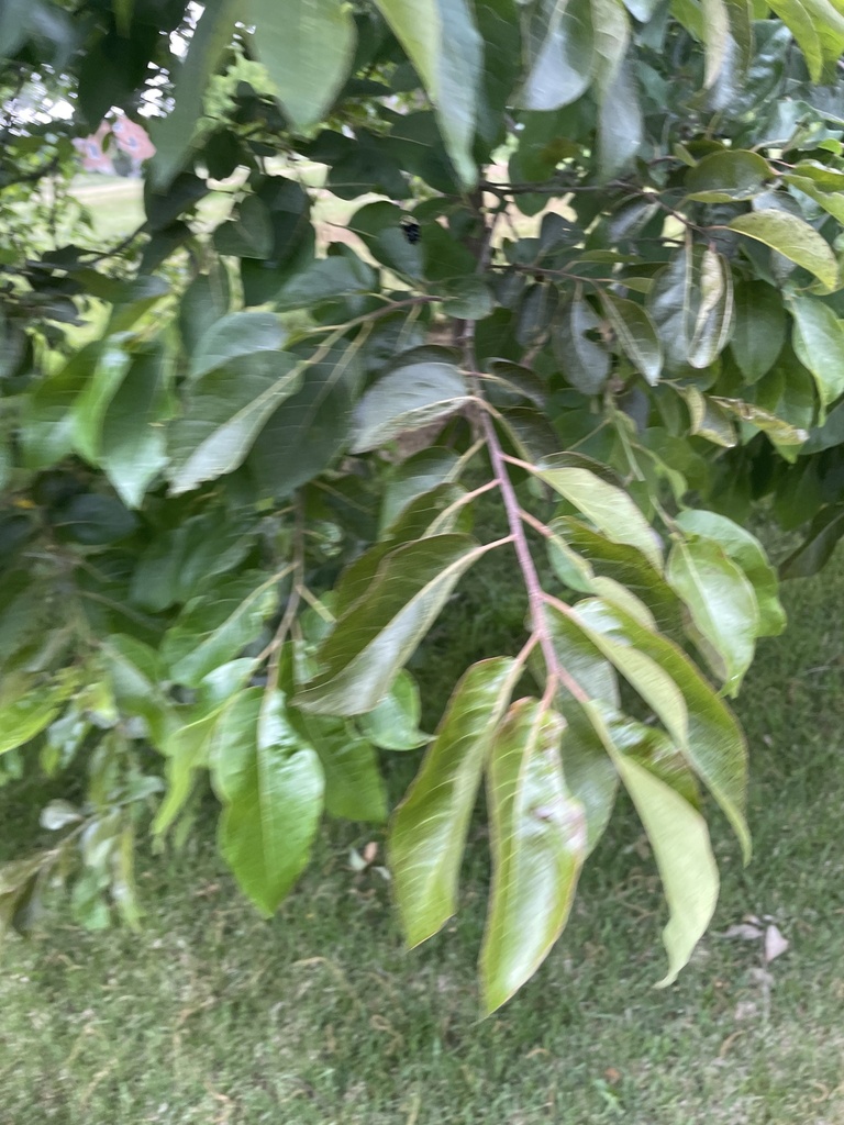 American persimmon from Kratz Rd, Collegeville, PA, US on June 12, 2023 ...