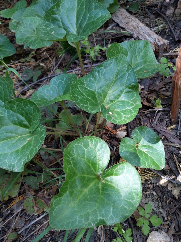 Hartweg's wild ginger from Sierra National Forest, Madera County, US-CA ...