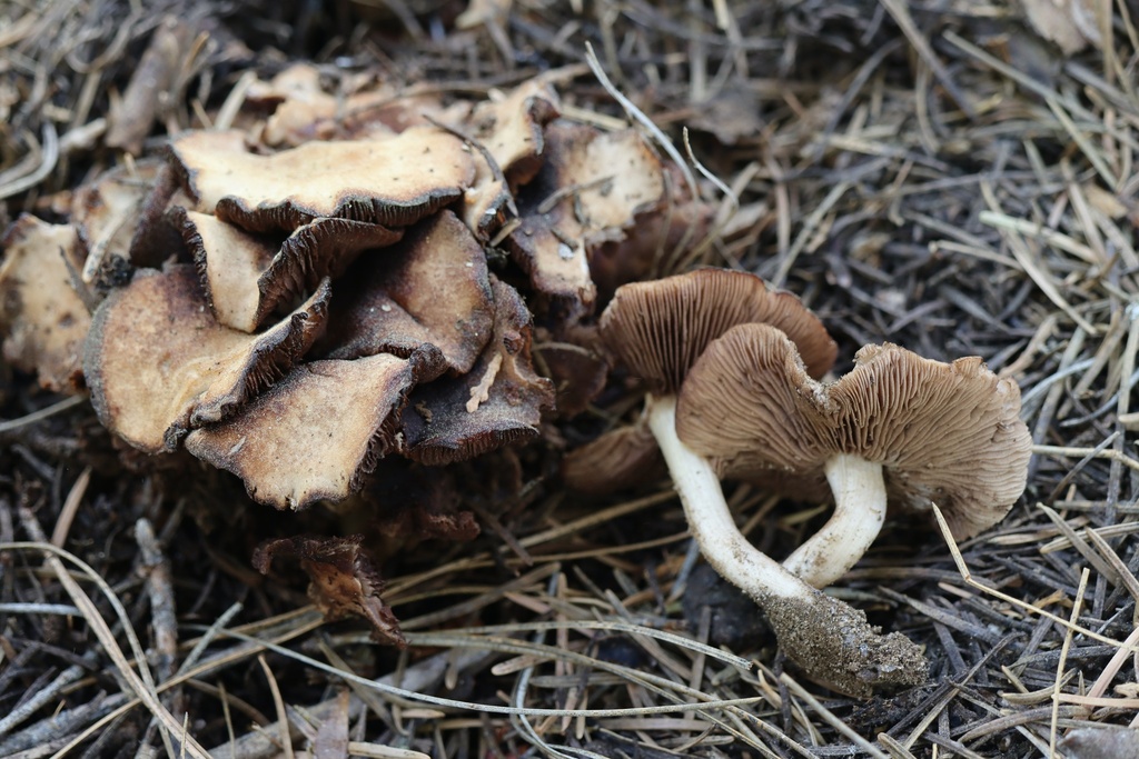 chestnut brittlestem from Tahoe National Forest, Calpine, CA, US on ...