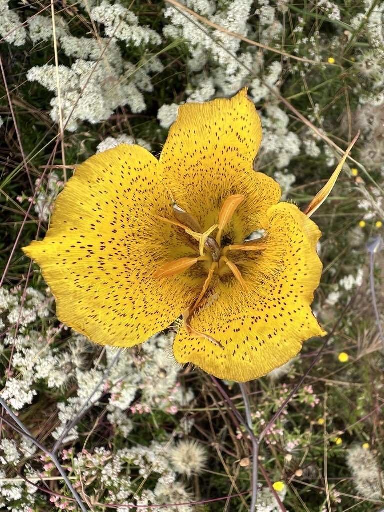 Calochortus weedii weedii in June 2023 by Becky Escalante · iNaturalist
