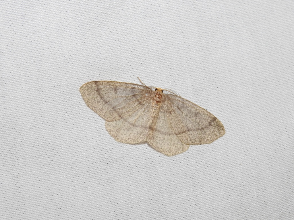 Curved-lined Looper Moth in June 2023 by Josh Emm · iNaturalist