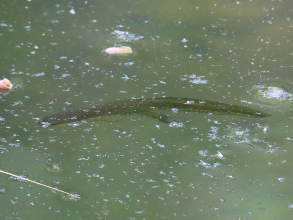 Eastern Newt from Augusta County, VA, USA on June 11, 2023 at 12:44 PM ...