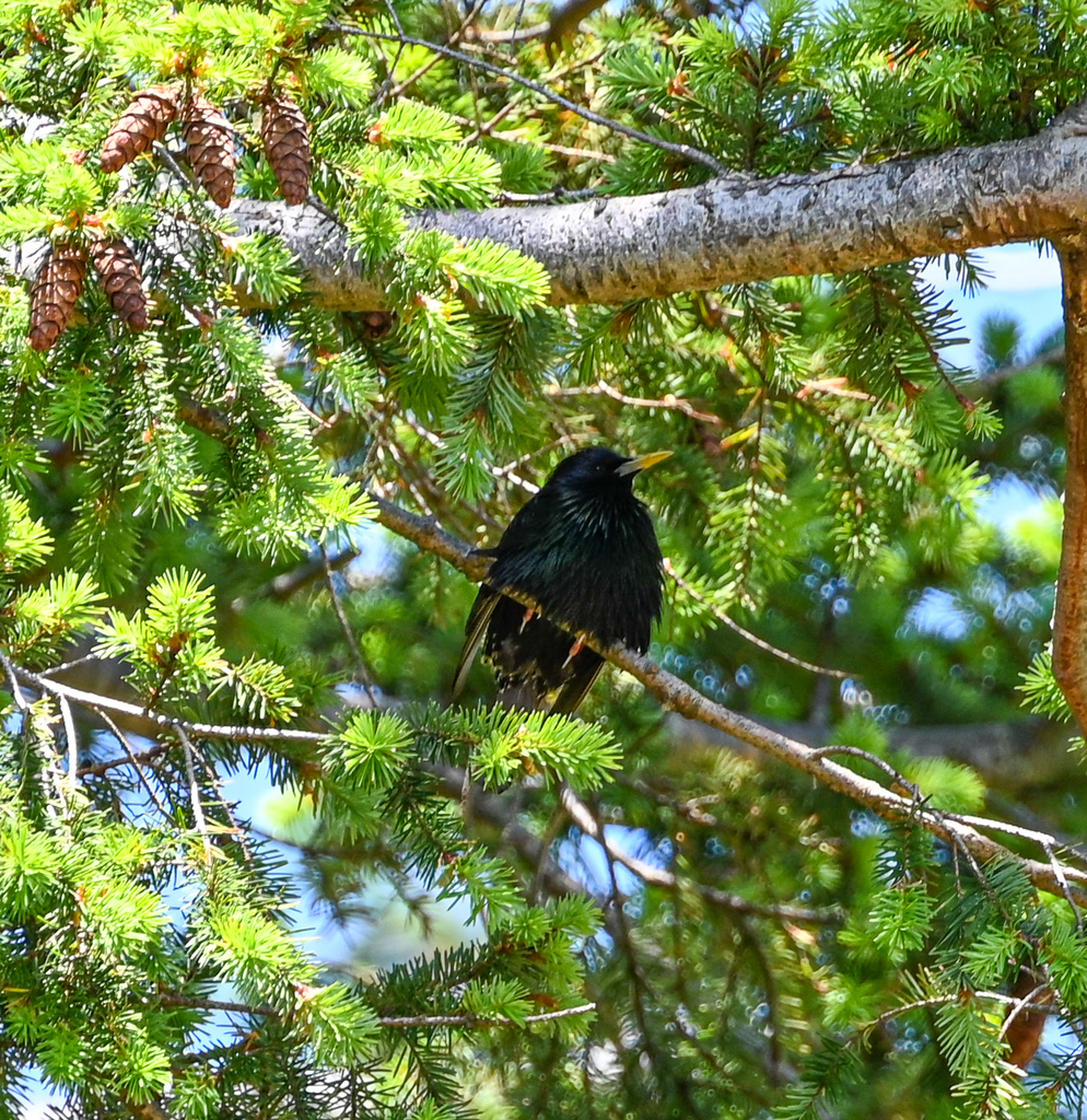 European Starling from Point Roberts, WA 98281, USA on June 11, 2023 at ...
