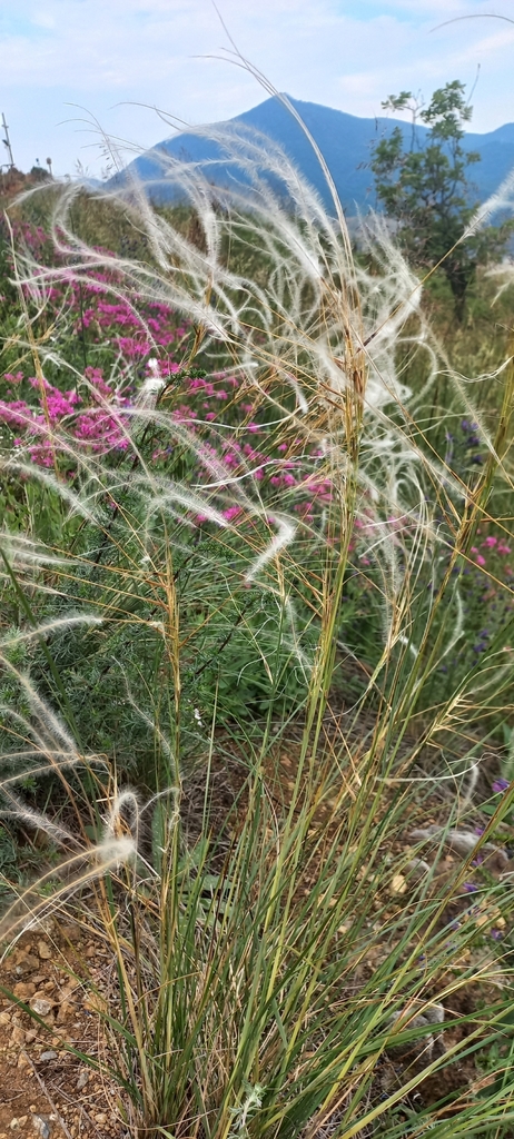 European Feather-grass from 10090 Trana TO, Italia on June 8, 2023 at ...