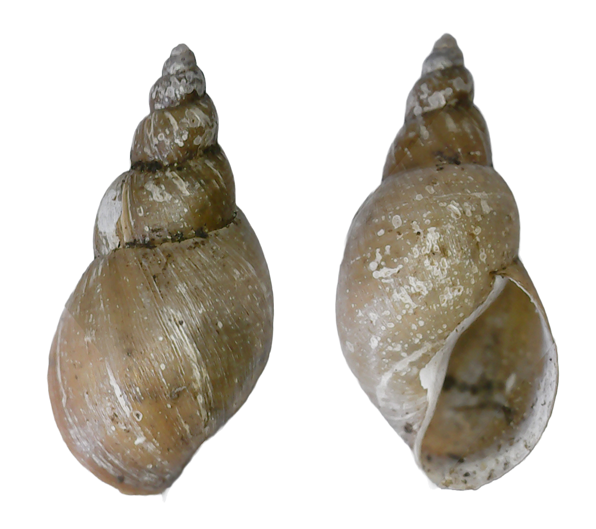 Galba truncatula (O.F.Müller, 1774)
