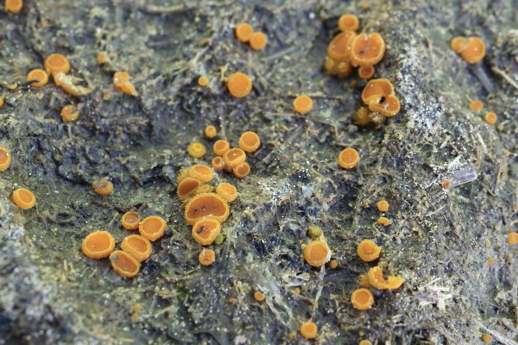 Cheilymenia from Tahoe National Forest, Sierraville, CA, US on June 8 ...