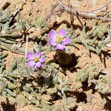 Red Sand Spurrey from Joseph D. Grant County Park, CA, USA on June 11 ...
